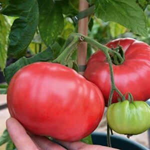 Tomato Plant, 3 Beefsteak Tomato Live Plants 6 to 10 Inches, Easy to Plant Planting Ornaments Garden Perennials Simple to Grow Pots Gift