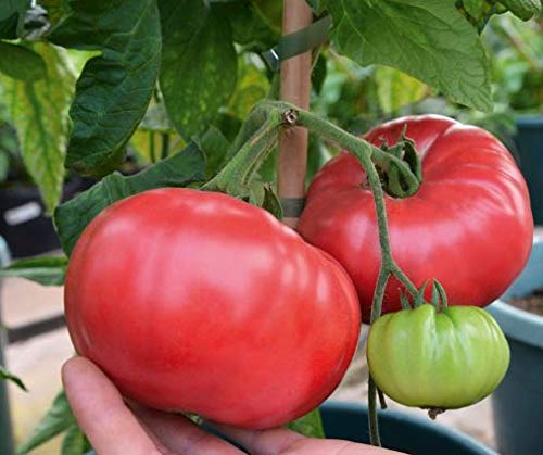 Tomato Plant, 3 Beefsteak Tomato Live Plants 6 to 10 Inches, Easy to Plant Planting Ornaments Garden Perennials Simple to Grow Pots Gift