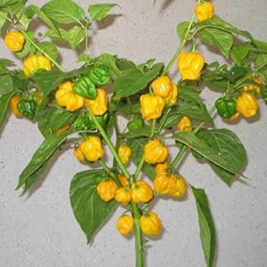 CHUXAY GARDEN Yellow Trinidad Moruga Scorpion-Capsicum Chinense,Hot Pepper 20 Seeds Vegetables Survival Gear Food Seed