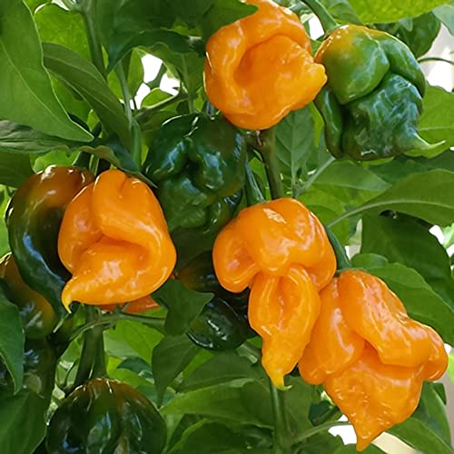 CHUXAY GARDEN Yellow Trinidad Moruga Scorpion-Capsicum Chinense,Hot Pepper 20 Seeds Vegetables Survival Gear Food Seed