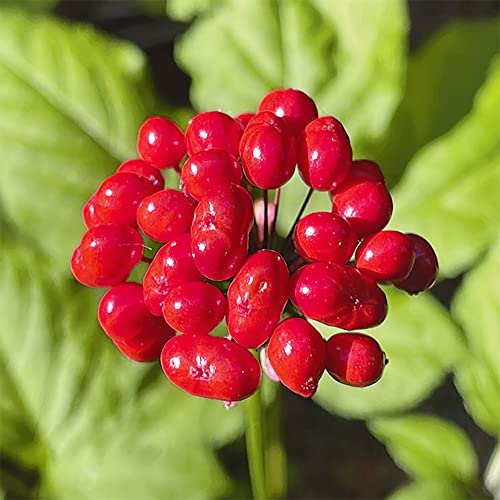 QAUZUY GARDEN 50 Japanese Gingseng Seeds Asian Panax Ginseng | Premium Non-GMO Heirloom Organic Herb Seeds | Valuable Herb Plant to Plant Home Shade Garden