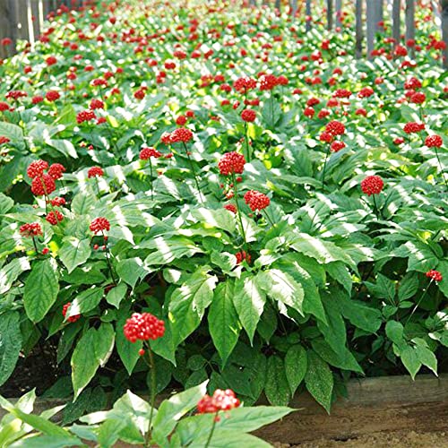 QAUZUY GARDEN 50 Japanese Gingseng Seeds Asian Panax Ginseng | Premium Non-GMO Heirloom Organic Herb Seeds | Valuable Herb Plant to Plant Home Shade Garden