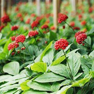 QAUZUY GARDEN 50 Japanese Gingseng Seeds Asian Panax Ginseng | Premium Non-GMO Heirloom Organic Herb Seeds | Valuable Herb Plant to Plant Home Shade Garden