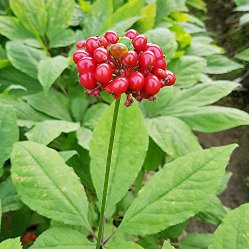 QAUZUY GARDEN 50 Japanese Gingseng Seeds Asian Panax Ginseng | Premium Non-GMO Heirloom Organic Herb Seeds | Valuable Herb Plant to Plant Home Shade Garden