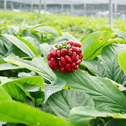 QAUZUY GARDEN 50 Japanese Gingseng Seeds Asian Panax Ginseng | Premium Non-GMO Heirloom Organic Herb Seeds | Valuable Herb Plant to Plant Home Shade Garden