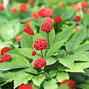 QAUZUY GARDEN 50 Japanese Gingseng Seeds Asian Panax Ginseng | Premium Non-GMO Heirloom Organic Herb Seeds | Valuable Herb Plant to Plant Home Shade Garden