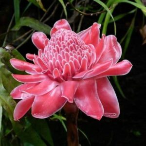 chuxay garden 20 seeds pink etlingera elatior,torch ginger,ginger flower,torch lily,philippine wax flower seasoning flowering plants excellent addition to garden