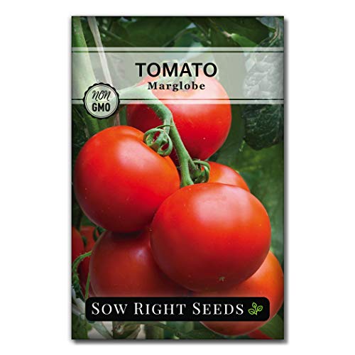 Sow Right Seeds - Marglobe Tomato Seed for Planting - Non-GMO Heirloom Packet with Instructions to Plant and Grow a Home Vegetable Garden