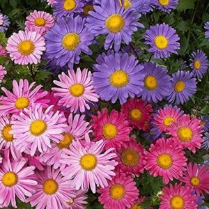 david’s garden seeds flower aster china single mix 9931 (mulit) 200 non-gmo, heirloom seeds