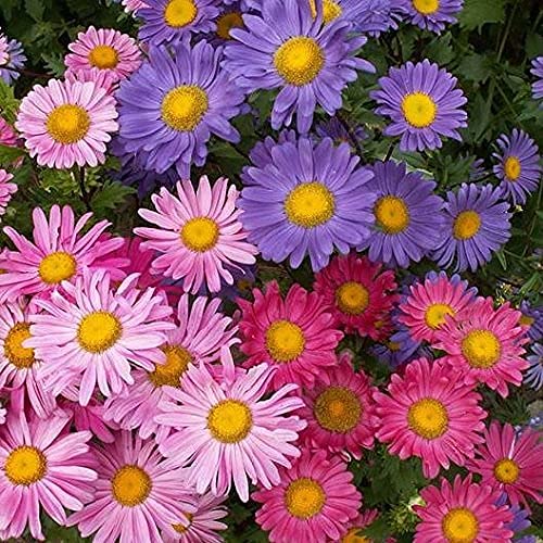 David's Garden Seeds Flower Aster China Single Mix 9931 (Mulit) 200 Non-GMO, Heirloom Seeds