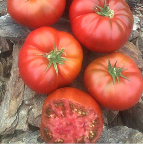 David's Garden Seeds Tomato Slicing Determinate Tasmanian Chocolate 4328 (Red) 25 Non-GMO, Heirloom Seeds