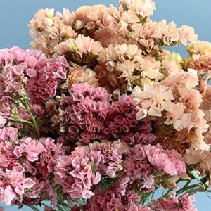 qauzuy garden 500 seeds muti-colored statice flowers seeds showy everlasting garden cut flowers for dried arrangements & bouquets