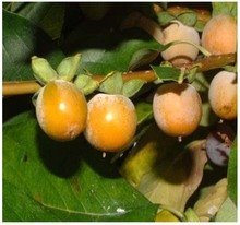 Date Plum Persimmon Fruit Tree, 30+ Tree Seeds, Exotic & Rare, 80% Germination, (Isla's Garden Seeds), Non GMO & Heirloom Seeds, Scientific Name: Diospyros Lotus