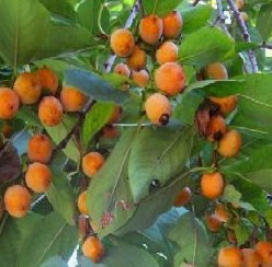 Date Plum Persimmon Fruit Tree, 30+ Tree Seeds, Exotic & Rare, 80% Germination, (Isla's Garden Seeds), Non GMO & Heirloom Seeds, Scientific Name: Diospyros Lotus