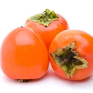 Date Plum Persimmon Fruit Tree, 30+ Tree Seeds, Exotic & Rare, 80% Germination, (Isla's Garden Seeds), Non GMO & Heirloom Seeds, Scientific Name: Diospyros Lotus