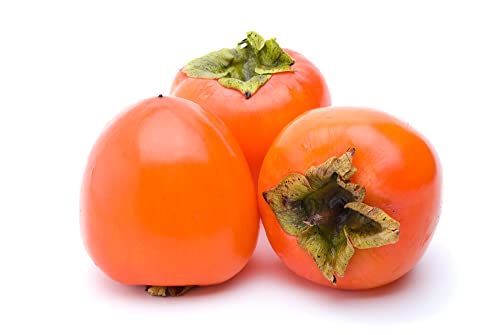 Date Plum Persimmon Fruit Tree, 30+ Tree Seeds, Exotic & Rare, 80% Germination, (Isla's Garden Seeds), Non GMO & Heirloom Seeds, Scientific Name: Diospyros Lotus