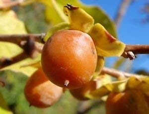 Date Plum Persimmon Fruit Tree, 30+ Tree Seeds, Exotic & Rare, 80% Germination, (Isla's Garden Seeds), Non GMO & Heirloom Seeds, Scientific Name: Diospyros Lotus