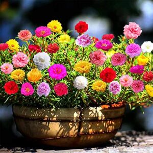 qauzuy garden mixed moss rose seeds 1000 seeds ‘portulaca grandiflora’ flowers for bonsai garden balcony heat drought tolerant fast-growing ground cover low-maintenance