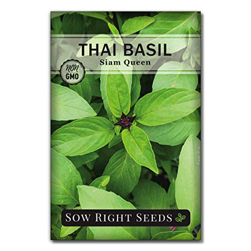 Sow Right Seeds - Asian Greens Collection for Planting - Individual Packets Thai Basil, Pak Choi, Chinese Celery, Michihili Cabbage and Tat SOI, Non-GMO Heirloom Seeds