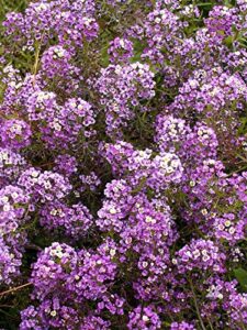 alyssum royal sweet carpet seeds – lobularia maritima – b151 (2000 seeds)