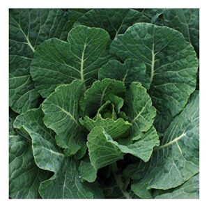 david’s garden seeds collards georgia southern fba-1263 (green) 200 non-gmo, heirloom seeds