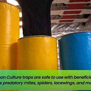 Giant Yellow Sticky Traps - Fly Tape Roll, 15cm x 100m - Bug Sticky Trap for Flying Insects, Aphids, Fruit Fly, Gnats, Barn Fly, Lantern Fly | Tape Sticky Roll Outdoor | Indoor | Hanging