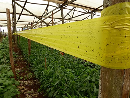 Giant Yellow Sticky Traps - Fly Tape Roll, 15cm x 100m - Bug Sticky Trap for Flying Insects, Aphids, Fruit Fly, Gnats, Barn Fly, Lantern Fly | Tape Sticky Roll Outdoor | Indoor | Hanging