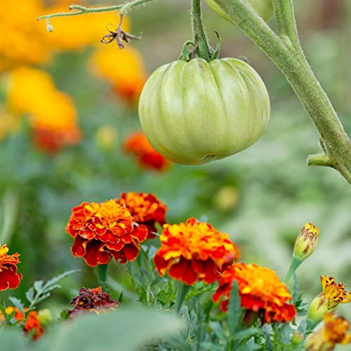 The Old Farmer's Almanac Marigold Seeds (Petite Mixture) - Approx 200 Flower Seeds - Premium Non-GMO, Open Pollinated, USA Origin