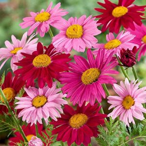 outsidepride pyrethrum tanacetum chrysanthemum robinson’s plant garden flower seed mix – 5000 seeds