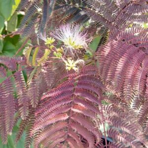 yegaol garden 5pcs chocolate mimosa seeds silk tree attracts pollinators drought tolerant fragrant gmo free deer resistant courtyard coastal garden outdoor city plant