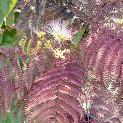 YEGAOL Garden 5Pcs Chocolate Mimosa Seeds Silk Tree Attracts Pollinators Drought Tolerant Fragrant GMO Free Deer Resistant Courtyard Coastal Garden Outdoor City Plant