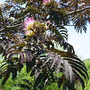 YEGAOL Garden 5Pcs Chocolate Mimosa Seeds Silk Tree Attracts Pollinators Drought Tolerant Fragrant GMO Free Deer Resistant Courtyard Coastal Garden Outdoor City Plant