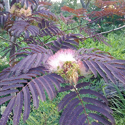 YEGAOL Garden 5Pcs Chocolate Mimosa Seeds Silk Tree Attracts Pollinators Drought Tolerant Fragrant GMO Free Deer Resistant Courtyard Coastal Garden Outdoor City Plant