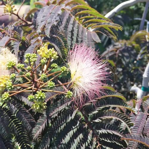 YEGAOL Garden 5Pcs Chocolate Mimosa Seeds Silk Tree Attracts Pollinators Drought Tolerant Fragrant GMO Free Deer Resistant Courtyard Coastal Garden Outdoor City Plant