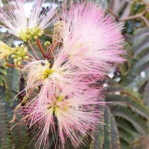 YEGAOL Garden 5Pcs Chocolate Mimosa Seeds Silk Tree Attracts Pollinators Drought Tolerant Fragrant GMO Free Deer Resistant Courtyard Coastal Garden Outdoor City Plant