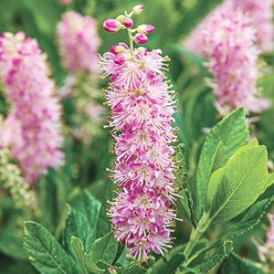 pink summersweet seeds sweet pepperbush low maintenance fragrant attracts butterflies & hummingbirds beds borders ponds streams rain gardens outdoor 20pcs deciduous shrub by yegaol garden