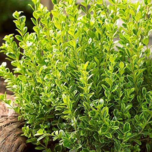 QAUZUY GARDEN 20+Seeds Wintergreen Japanese Boxwood Hedge Seeds (Buxus microphylla) Fast Growing Hardy Cold Evergreen Topiary Bonsai Low-Maintenance