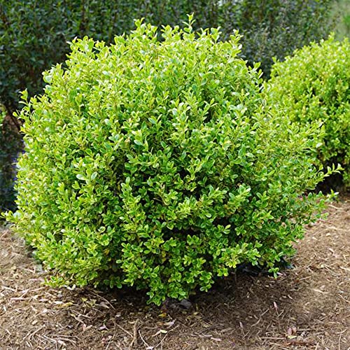 QAUZUY GARDEN 20+Seeds Wintergreen Japanese Boxwood Hedge Seeds (Buxus microphylla) Fast Growing Hardy Cold Evergreen Topiary Bonsai Low-Maintenance