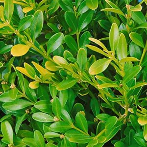 QAUZUY GARDEN 20+Seeds Wintergreen Japanese Boxwood Hedge Seeds (Buxus microphylla) Fast Growing Hardy Cold Evergreen Topiary Bonsai Low-Maintenance