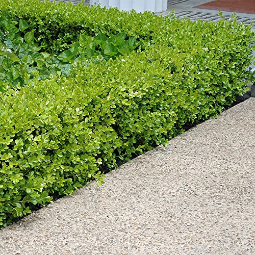 QAUZUY GARDEN 20+Seeds Wintergreen Japanese Boxwood Hedge Seeds (Buxus microphylla) Fast Growing Hardy Cold Evergreen Topiary Bonsai Low-Maintenance