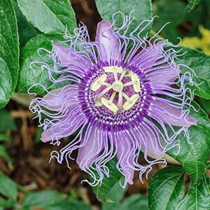 qauzuy garden purple passiflora incarnata 10 seeds maracuja passion flower maypop non-gmo fruit seeds fragrant hardy fast- growing low maintenance