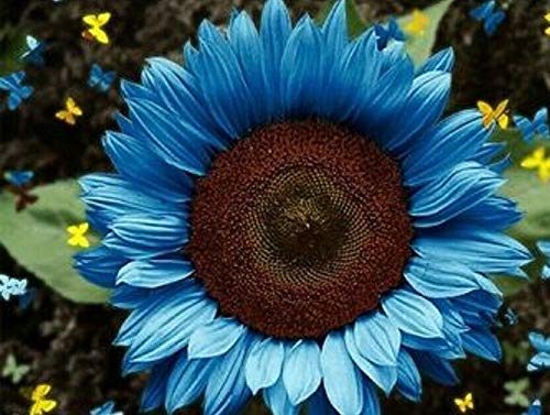 TricaStore 50 Bright Blue Sunflower Seeds Plants Garden Planting 50 Pack