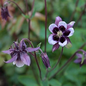 outsidepride columbine william guinness garden flower plant seed – 1000 seeds