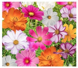 cosmos seeds in a mixture of 11 varieties – long blooming period in all zones