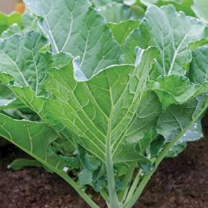 Burpee Georgia Collards Seeds 2000 seeds