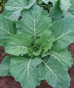 burpee georgia collards seeds 2000 seeds