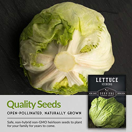 Survival Garden Seeds - Iceberg Lettuce Seed for Planting - Packet with Instructions to Plant and Grow Crisp Head Lettuce in Your Home Vegetable Garden - Non-GMO Heirloom Variety