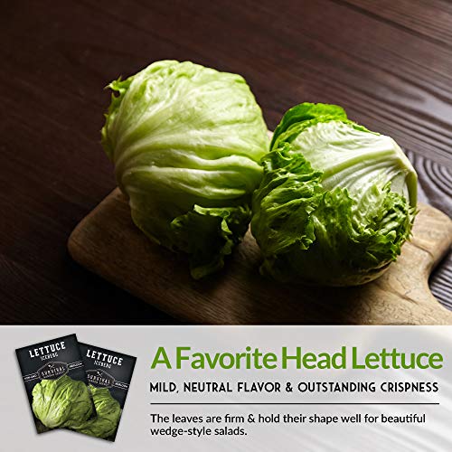 Survival Garden Seeds - Iceberg Lettuce Seed for Planting - Packet with Instructions to Plant and Grow Crisp Head Lettuce in Your Home Vegetable Garden - Non-GMO Heirloom Variety