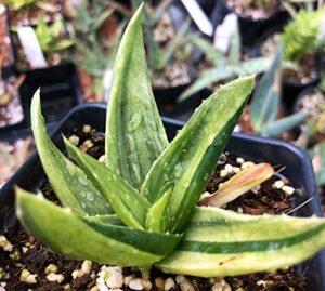 variegated aloe walmsleys bronze, variegated succulent, fairy garden succulent, alligator plant, rare plant, haworthia, small succulent plan