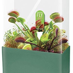 Unique Gardener Grow Your Own Venus Fly Trap - Complete Kids Terrarium Kit to Plant Fascinating Man Eating Fly Traps - Includes Everything Needed to Get Started